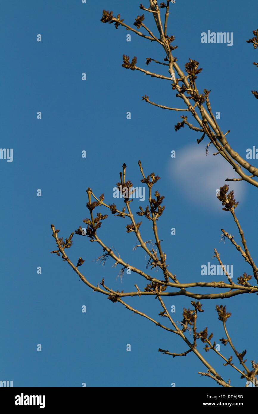 Ash Tree (Fraxinus excelsior ) with three quarter moon ,spring buds ...