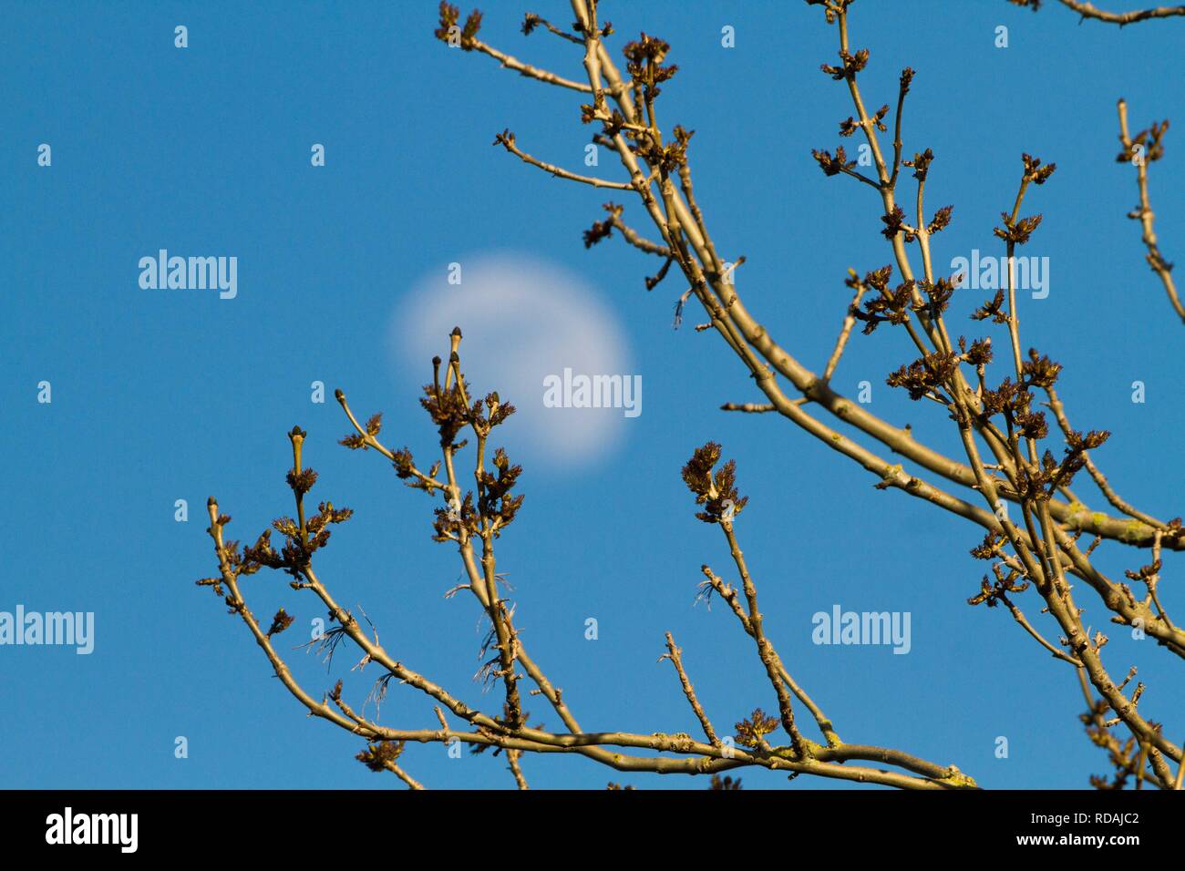 Ash Tree (Fraxinus excelsior ) with three quarter moon ,spring buds ...
