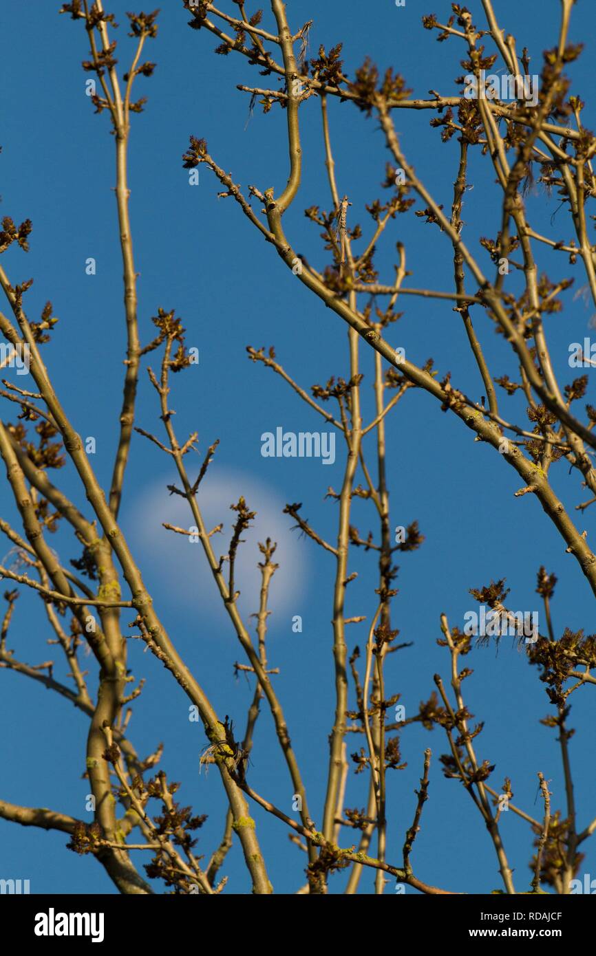 Ash Tree (Fraxinus excelsior ) with three quarter moon ,spring buds ...