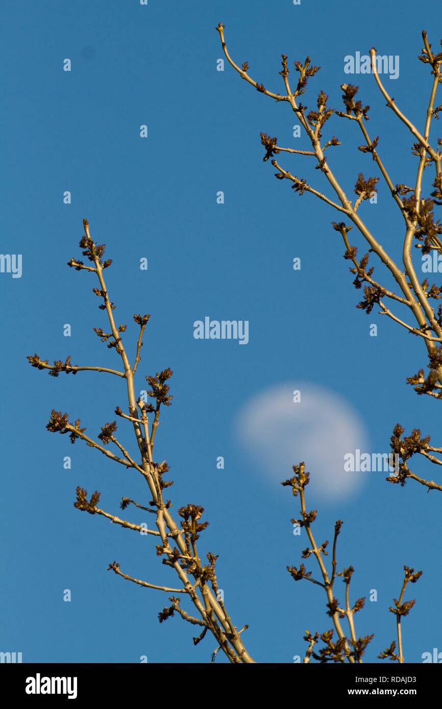 Ash Tree (Fraxinus excelsior ) with three quarter moon ,spring buds ...