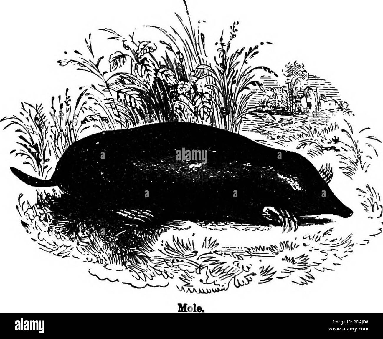 Mouse Animal Hole Drawing