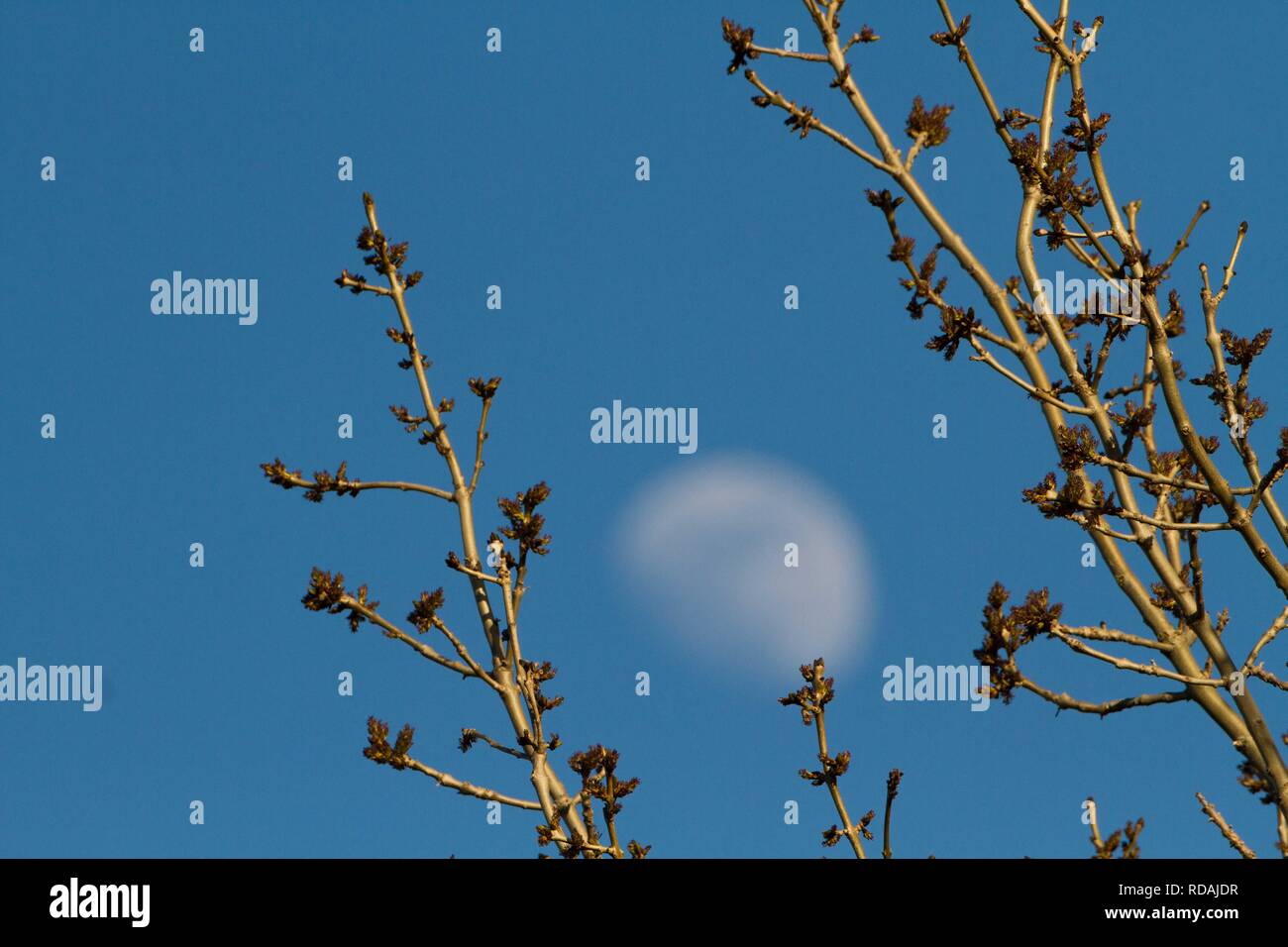 Ash Tree (Fraxinus excelsior ) with three quarter moon ,spring buds ...