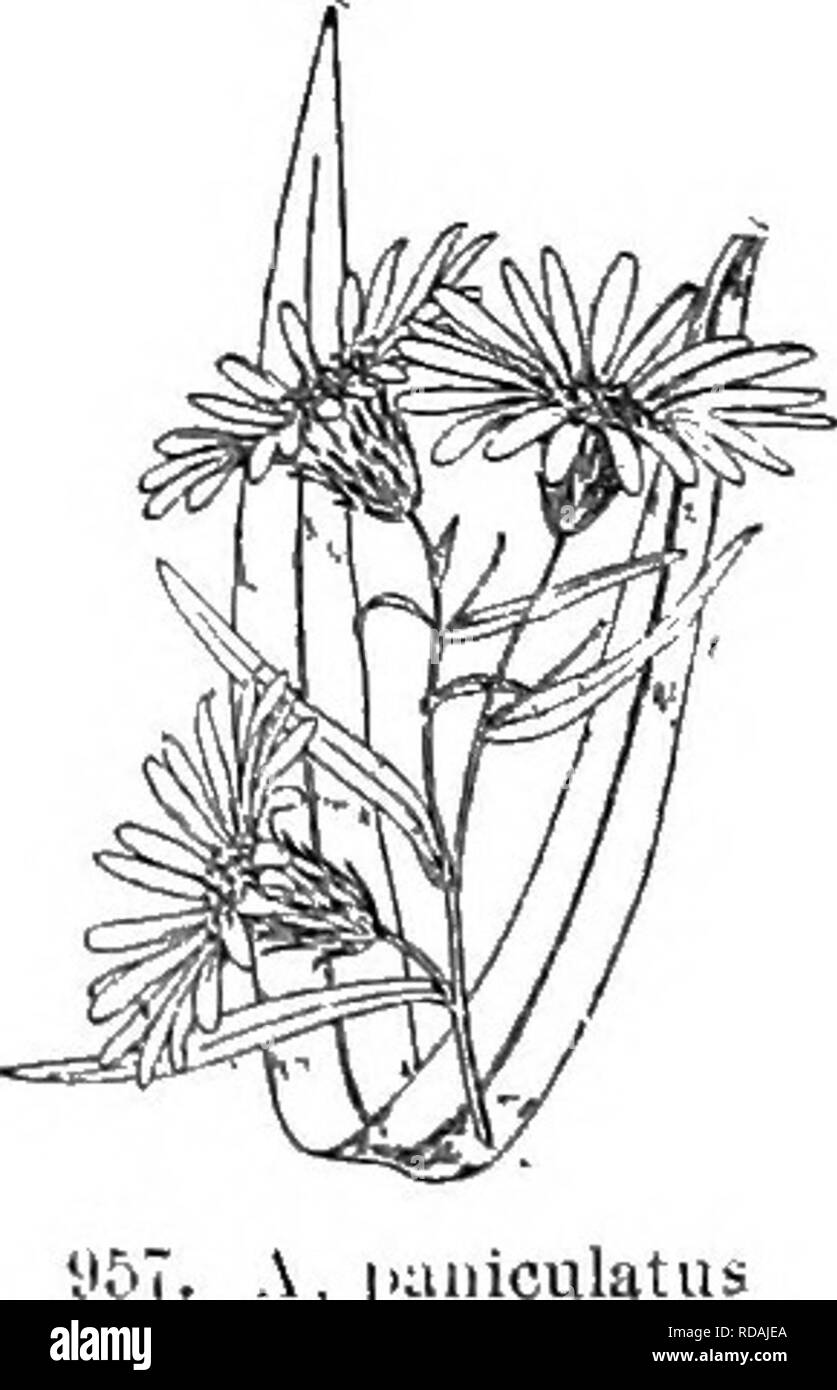 Axillary inflorescences hi-res stock photography and images - Alamy