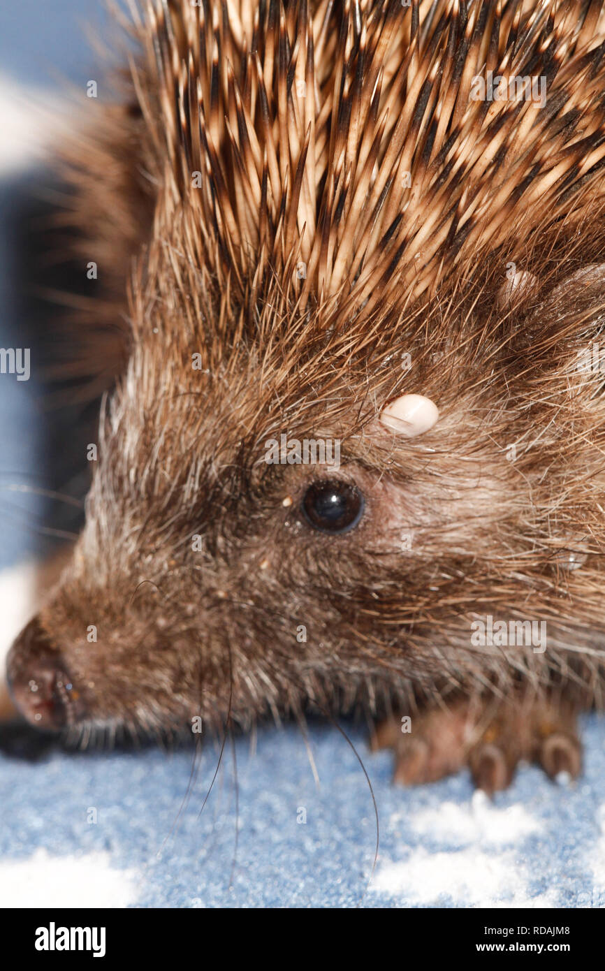 Hedgehog centre hi-res stock photography and images - Alamy
