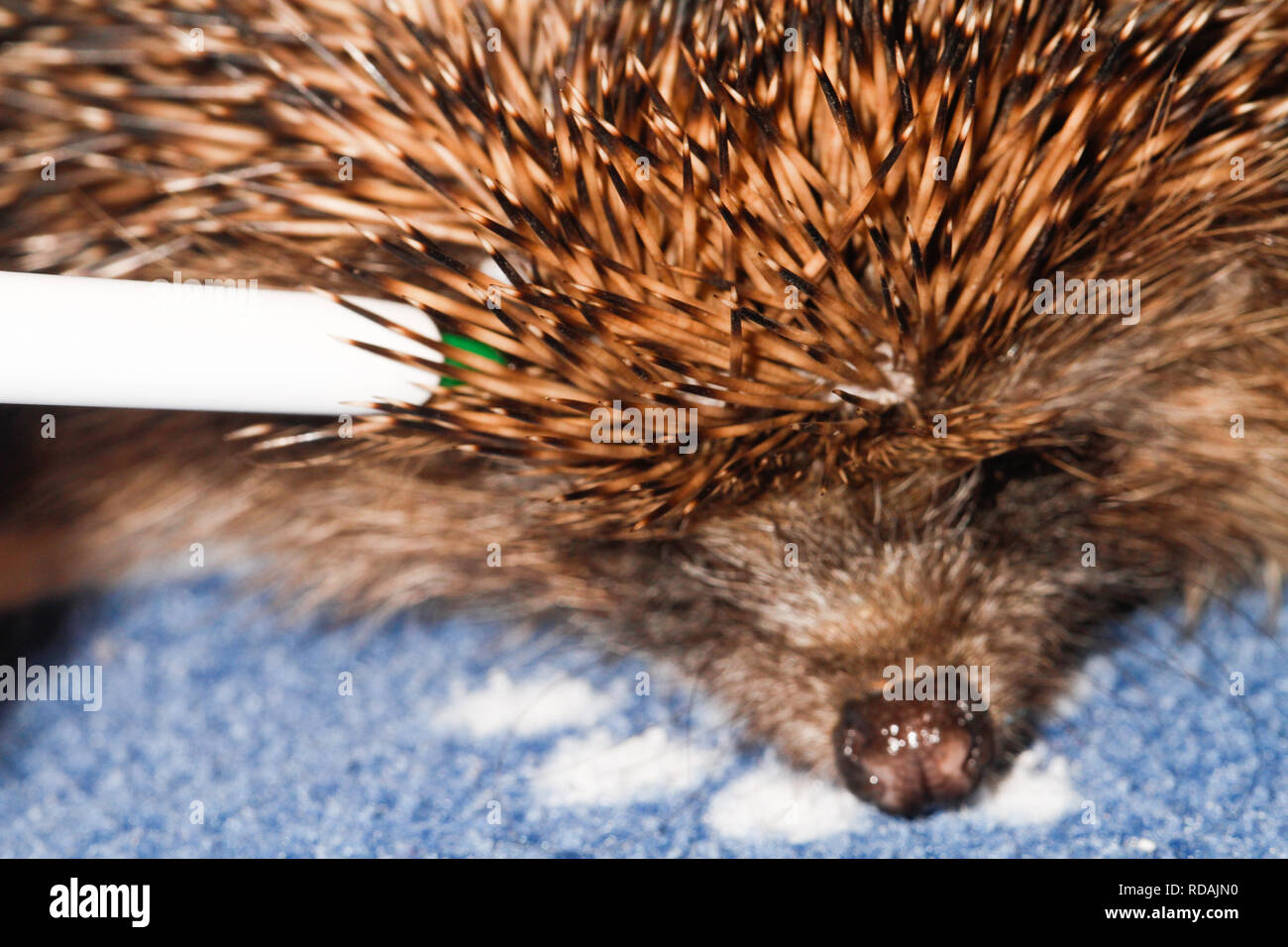 Tiggywinkles rescue hi-res stock photography and images - Alamy