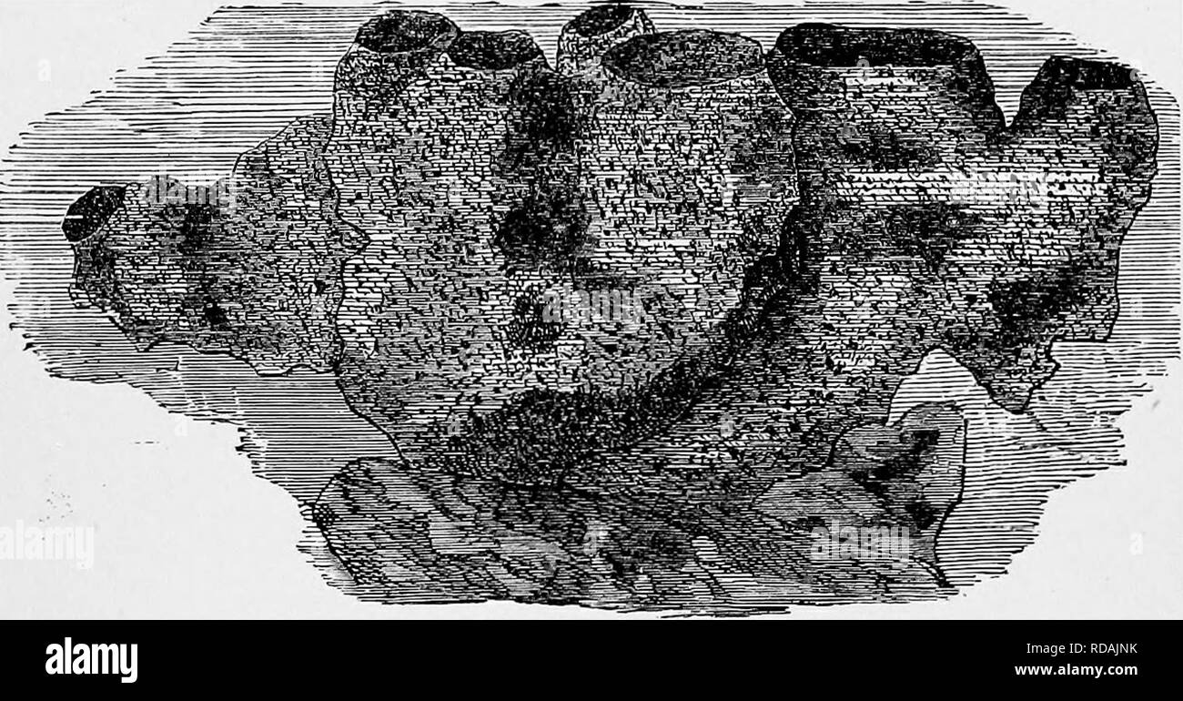 . The popular natural history . Zoology. Polystomella Lessoniana ...