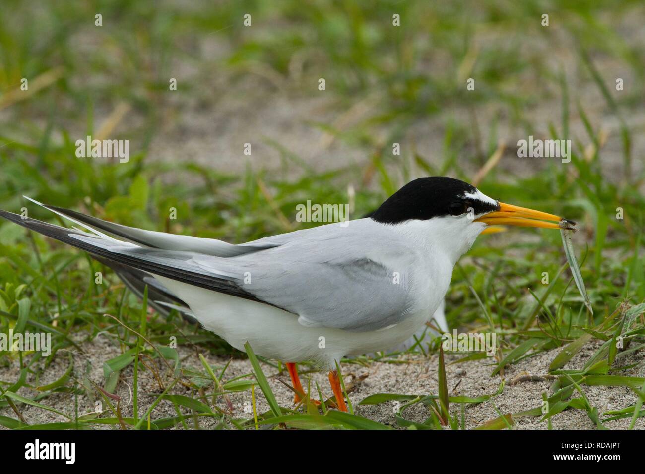 little Tern (Sterna albifrons) at the nest amongst Black Oats growing ...