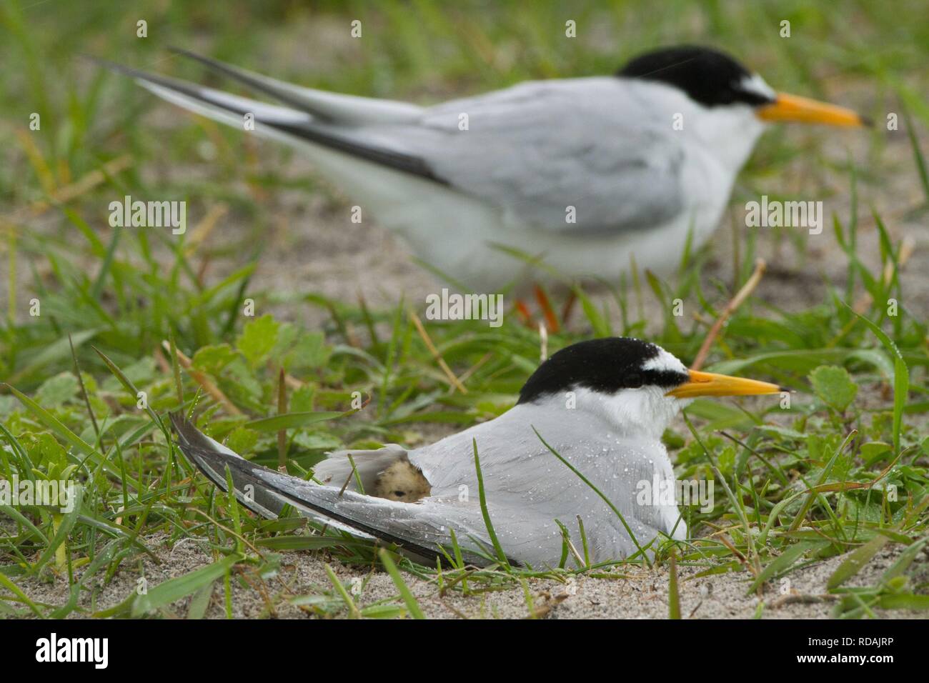 Two little Tern (Sterna albifrons) at the nest amongst Black Oats ...