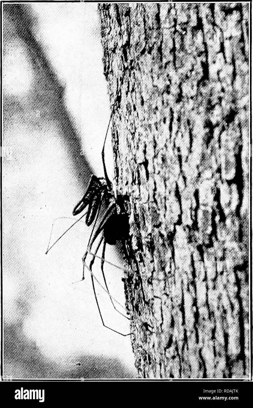 Two tailed whip Black and White Stock Photos & Images - Alamy