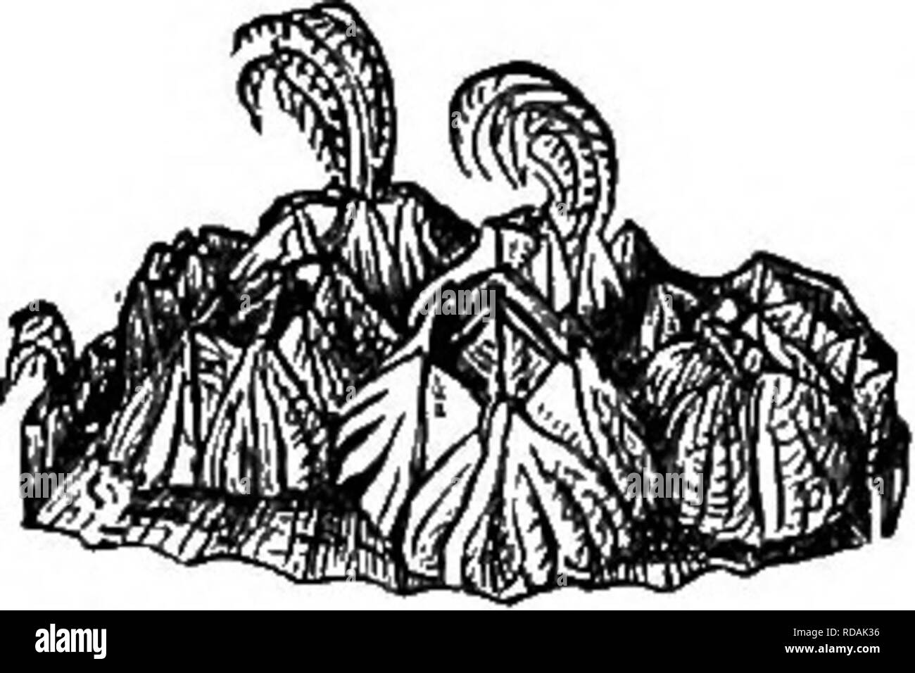 Barnacle legs hi-res stock photography and images - Alamy