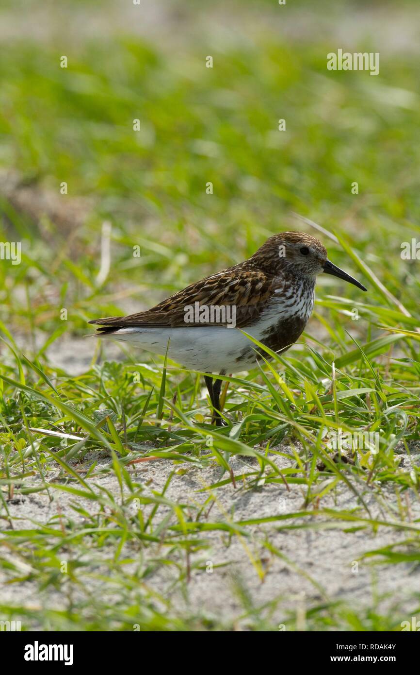 Breeding plummage Dunlin ( Calidris alpina ) in Black Oat cultivated ...