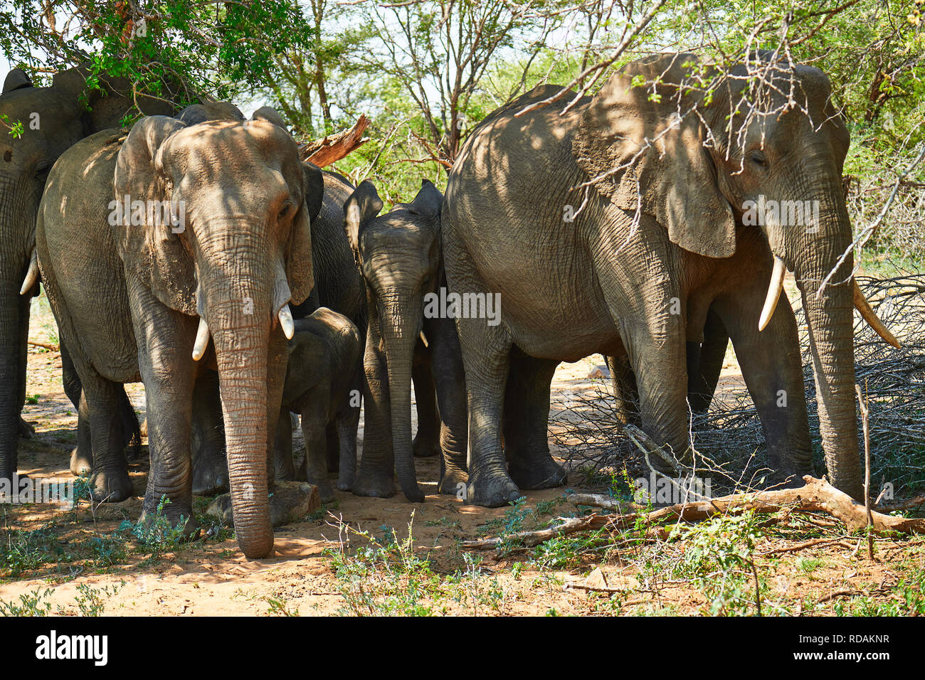 Elephant Kruger National Park Stock Photo Alamy