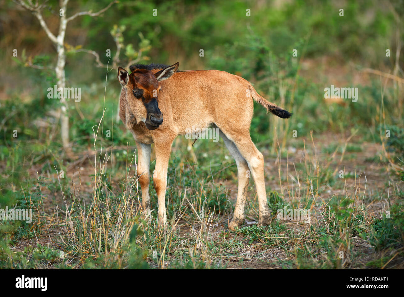 Wildebeest face hi-res stock photography and images - Alamy