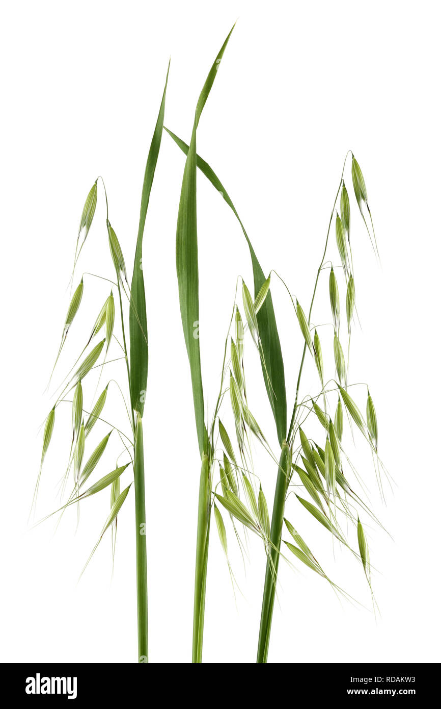 Wild green oat avena hi-res stock photography and images - Alamy