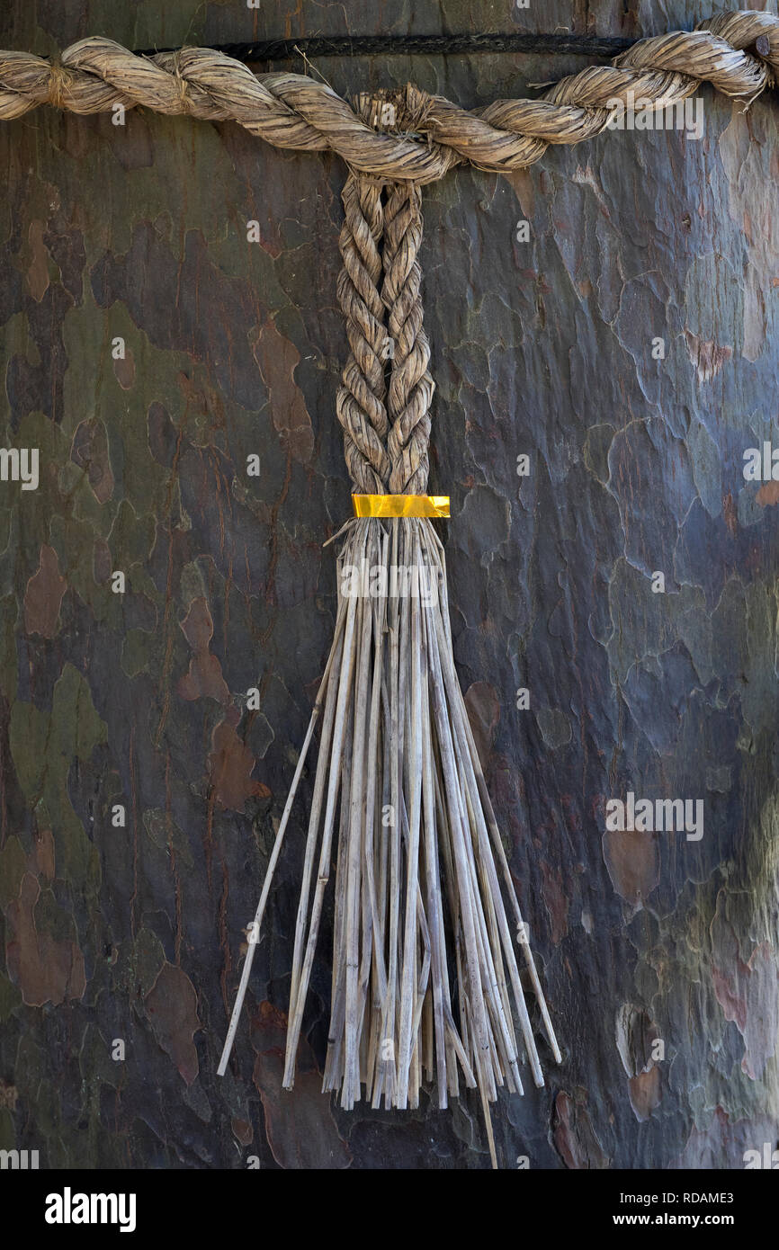 Kumamoto, Japan - November 11, 2018: Sacred Shimenawa or enclosing rope ...