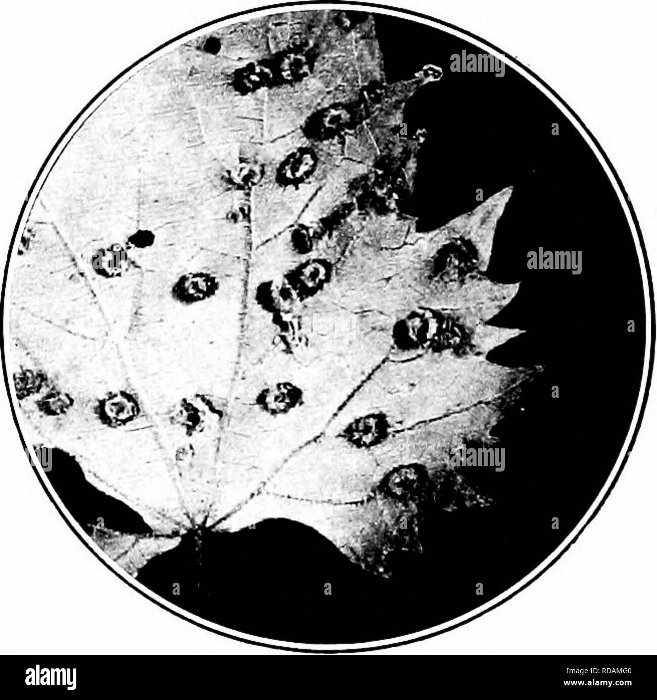 Grape Phylloxera Leaf Galls High Resolution Stock Photography and ...