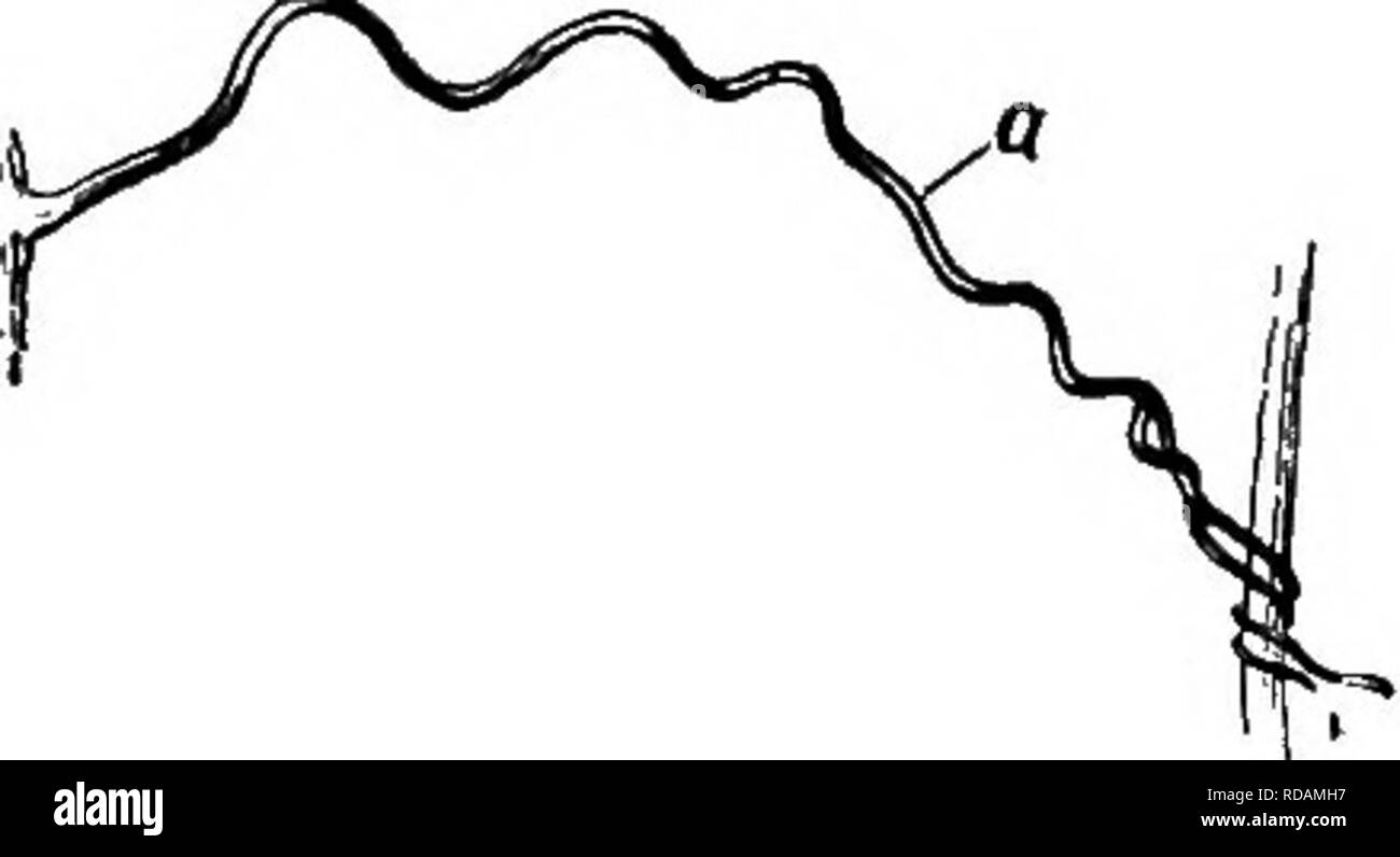 Well known spring plant Black and White Stock Photos & Images - Alamy