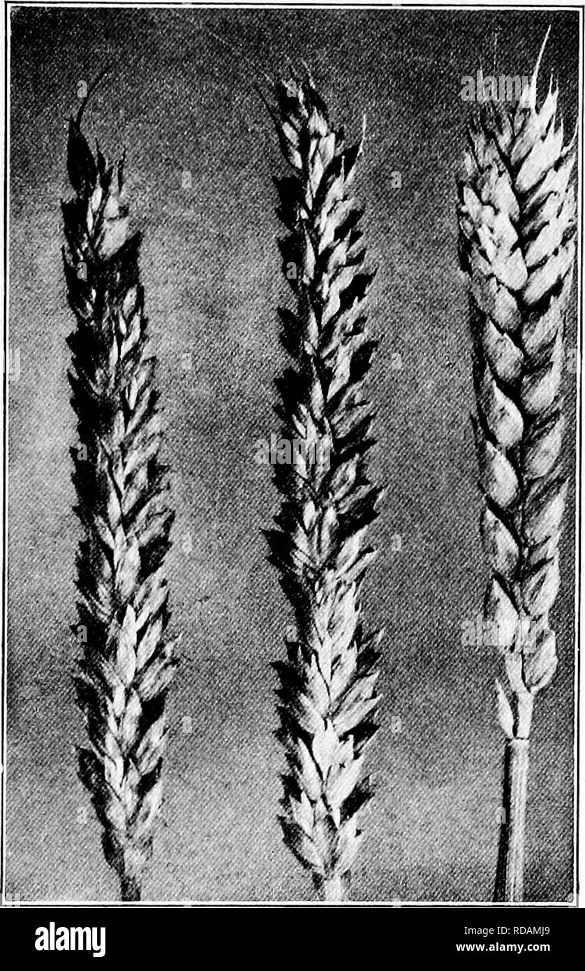 . Southern field crops (exclusive of forage plants). Agriculture. WHEAT ...