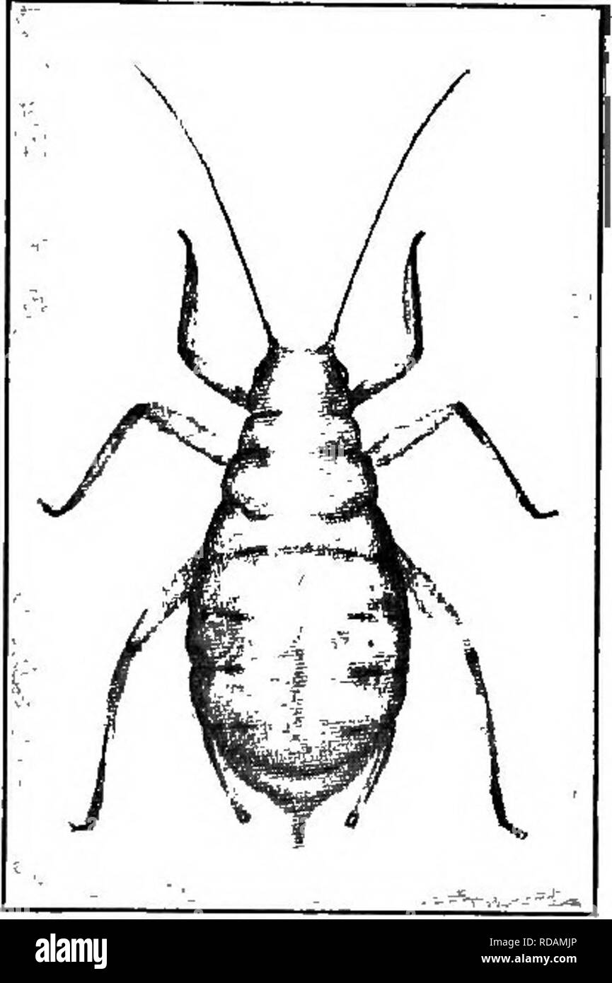 Very hot temperature insect Black and White Stock Photos & Images - Alamy