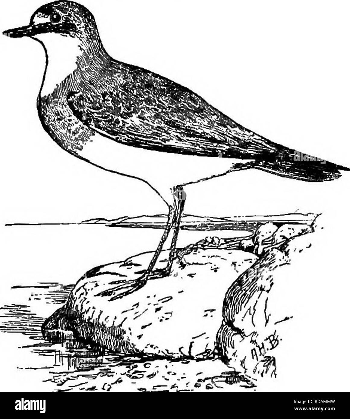 White primary wing feathers Black and White Stock Photos & Images - Alamy