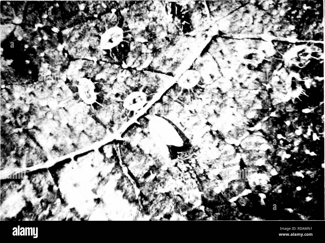 White flies pests Black and White Stock Photos & Images - Alamy