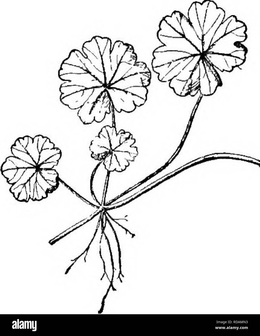 Horse chestnut shaped leaves Black and White Stock Photos & Images - Alamy