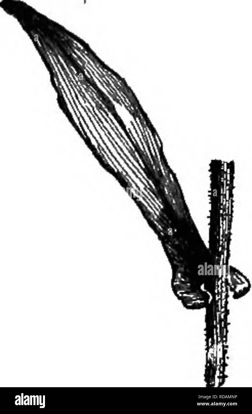 Stem leaves sessile Black and White Stock Photos & Images - Alamy