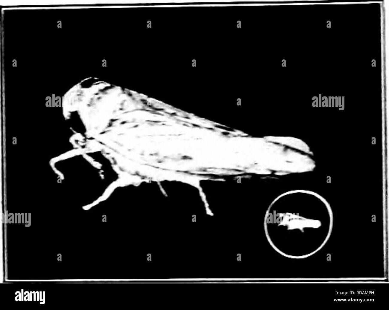 . Injurious insects : how to recognize and control them . Insect pests ...