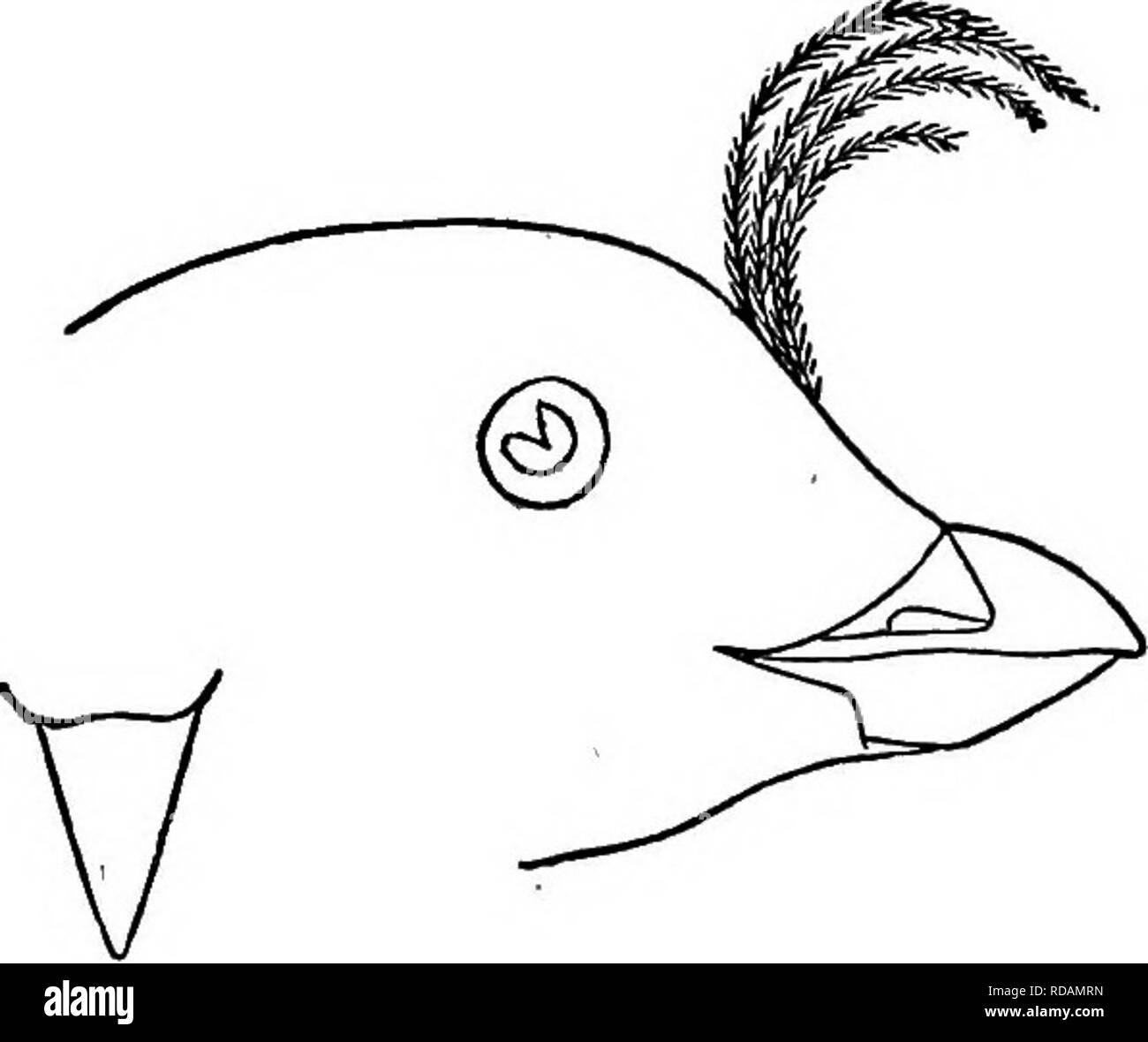 20 most beautiful birds Cut Out Stock Images & Pictures - Alamy