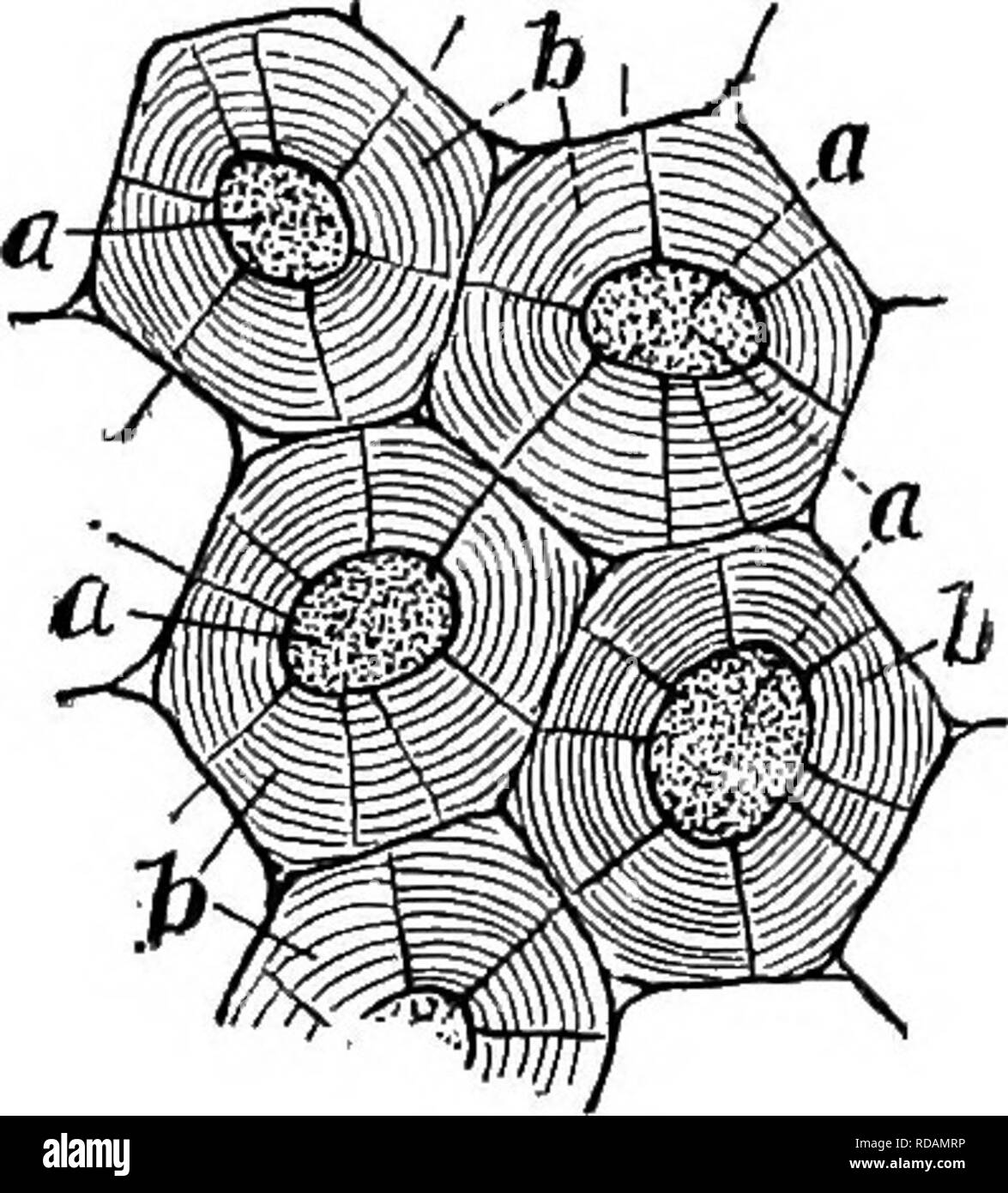 Outer parenchyma cells Cut Out Stock Images & Pictures - Alamy