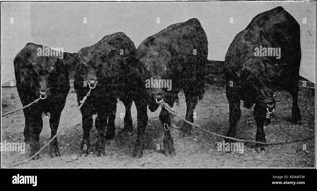 Protecting farm animals Black and White Stock Photos & Images - Alamy