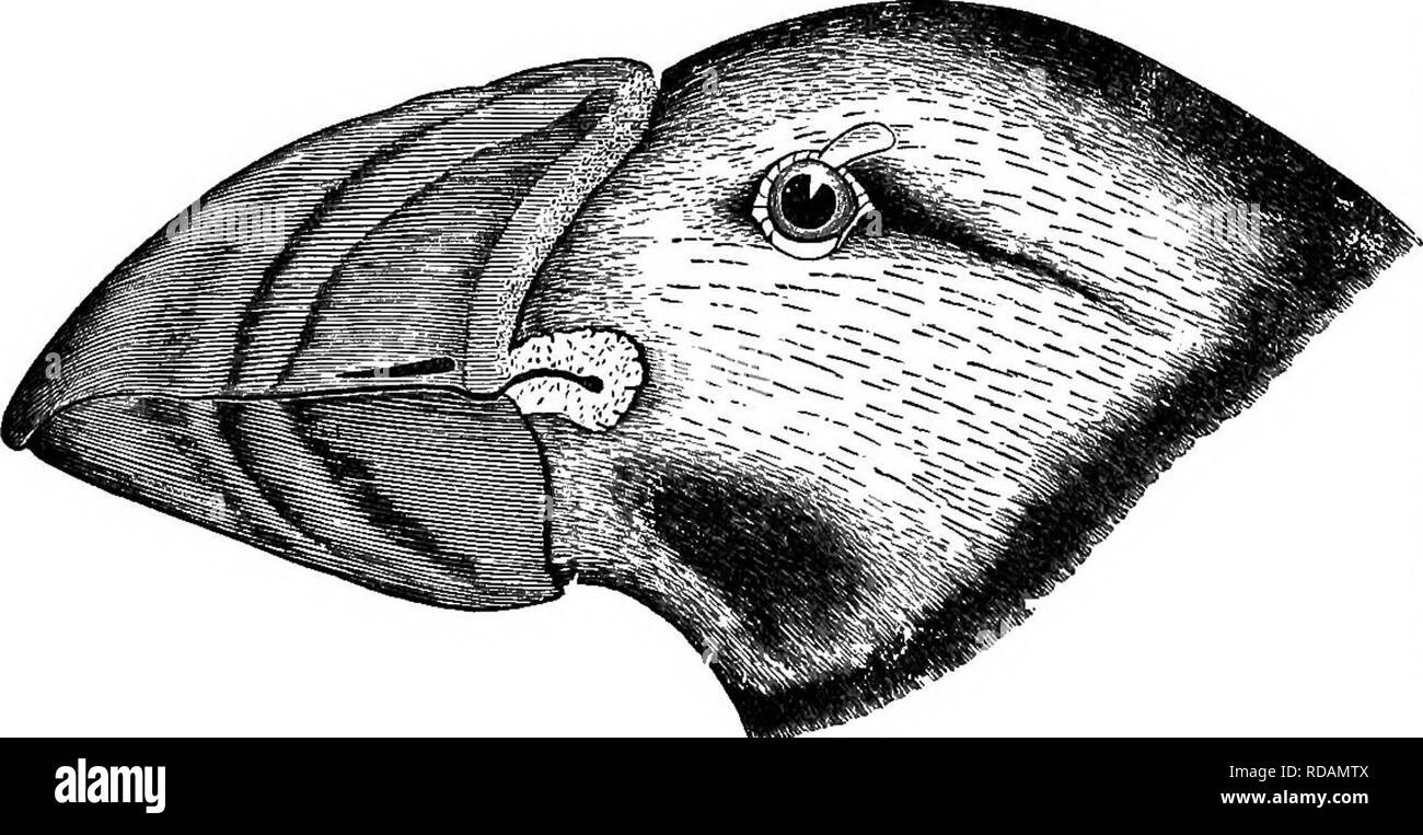 Mandible claw Black and White Stock Photos & Images - Alamy