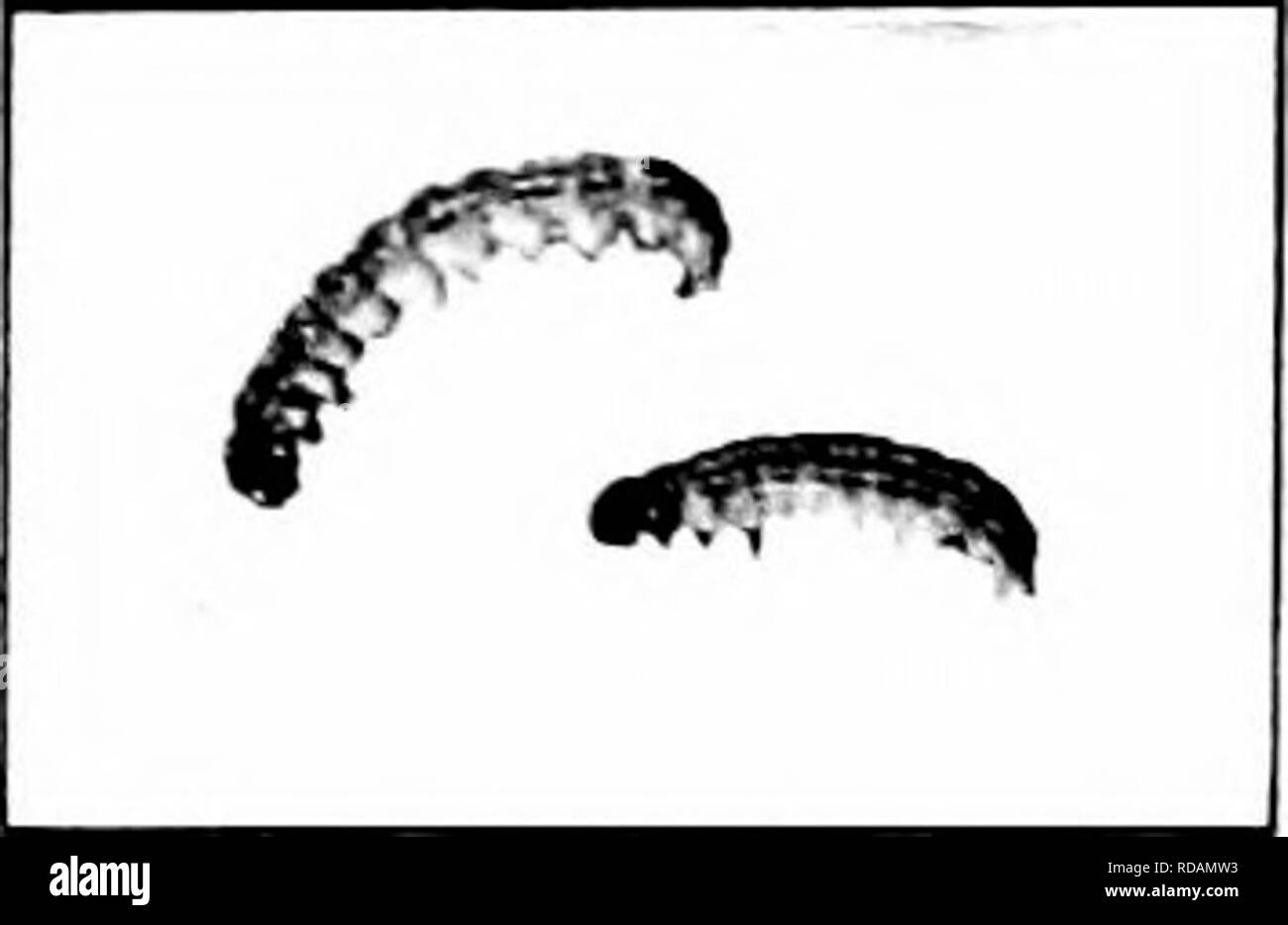 Webworms hi-res stock photography and images - Alamy