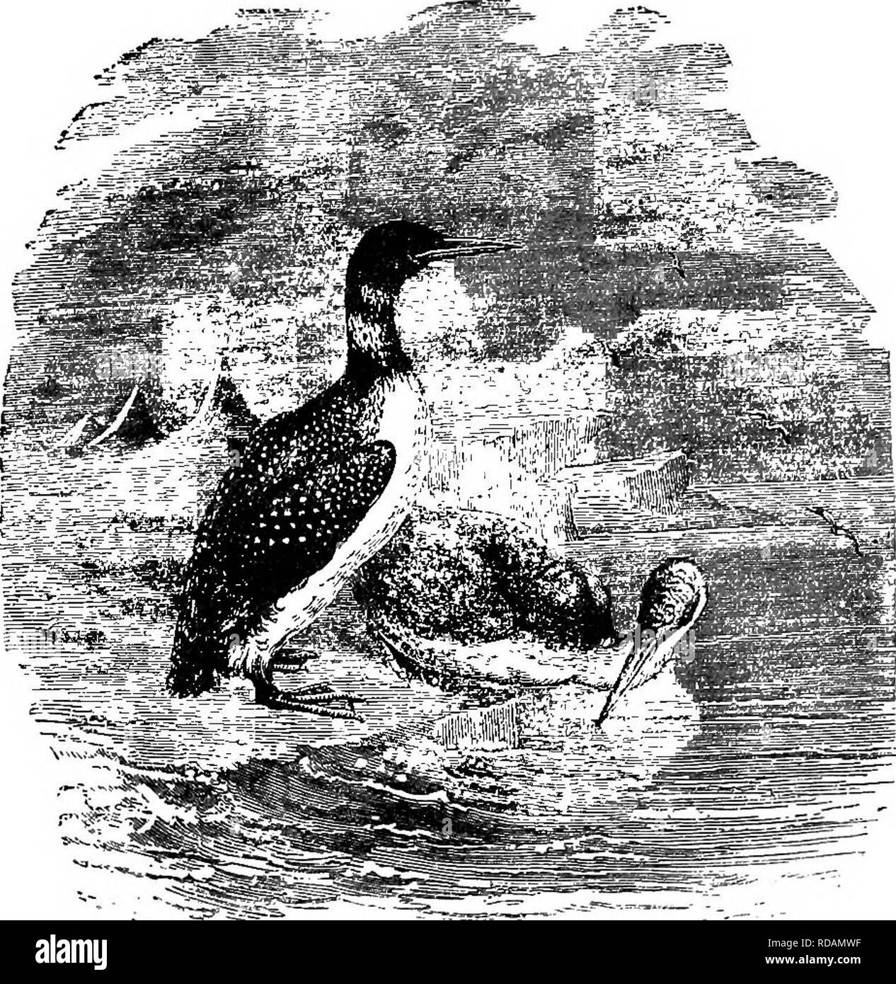 Loons greenland hi-res stock photography and images - Alamy