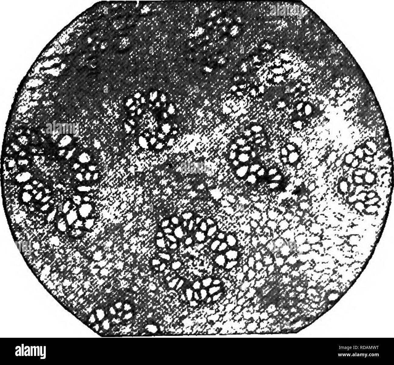 . Beginners' botany. Botany. Fig. 71.—Diagram of Wood Strands or fibro ...