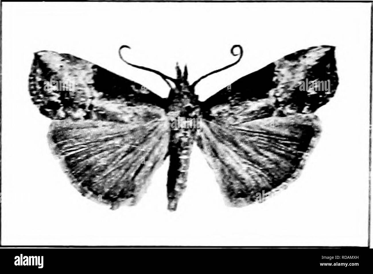 . Injurious insects : how to recognize and control them . Insect pests ...