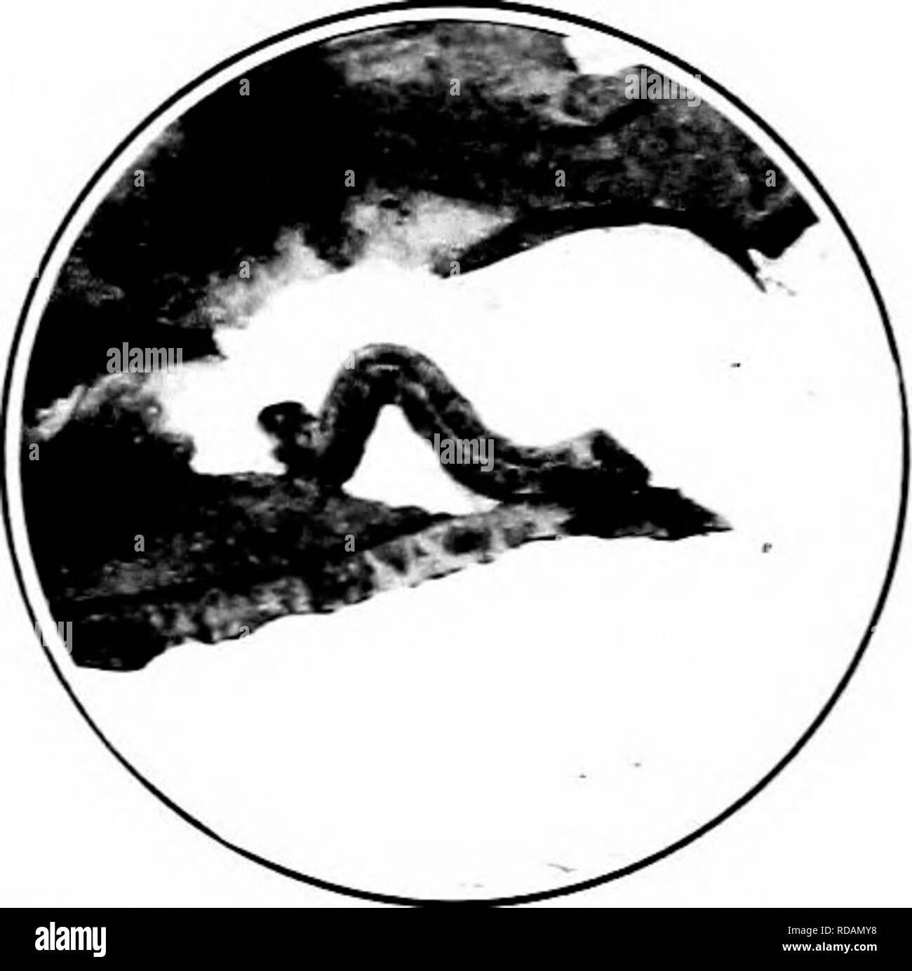 Normal moth Black and White Stock Photos & Images - Alamy