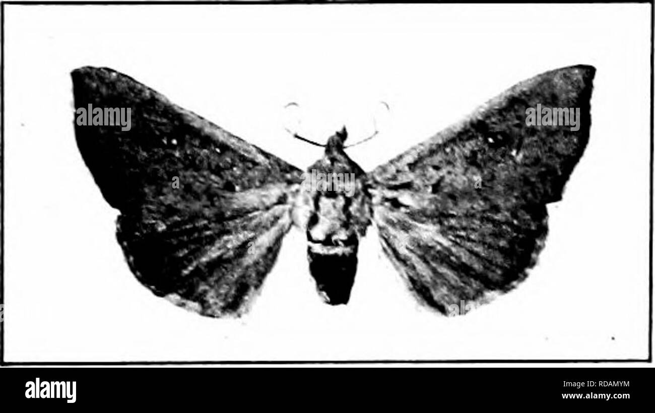 . Injurious insects : how to recognize and control them . Insect pests ...