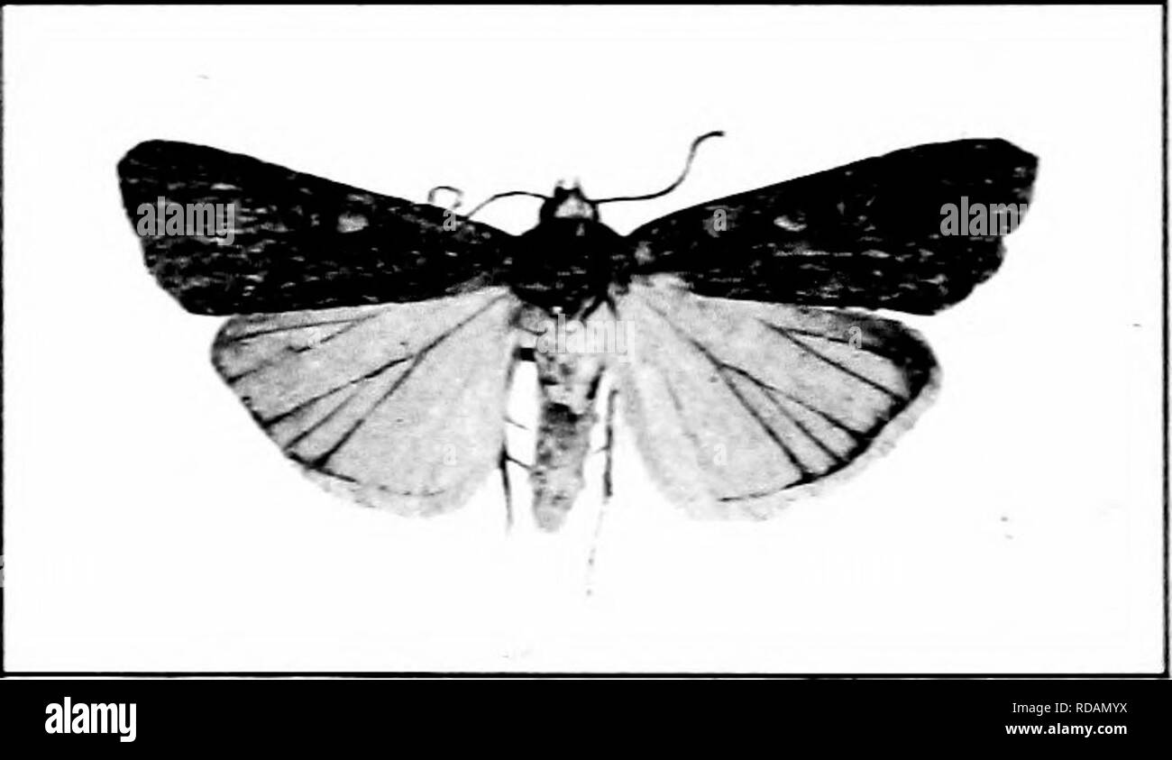 . Injurious insects : how to recognize and control them . Insect pests ...