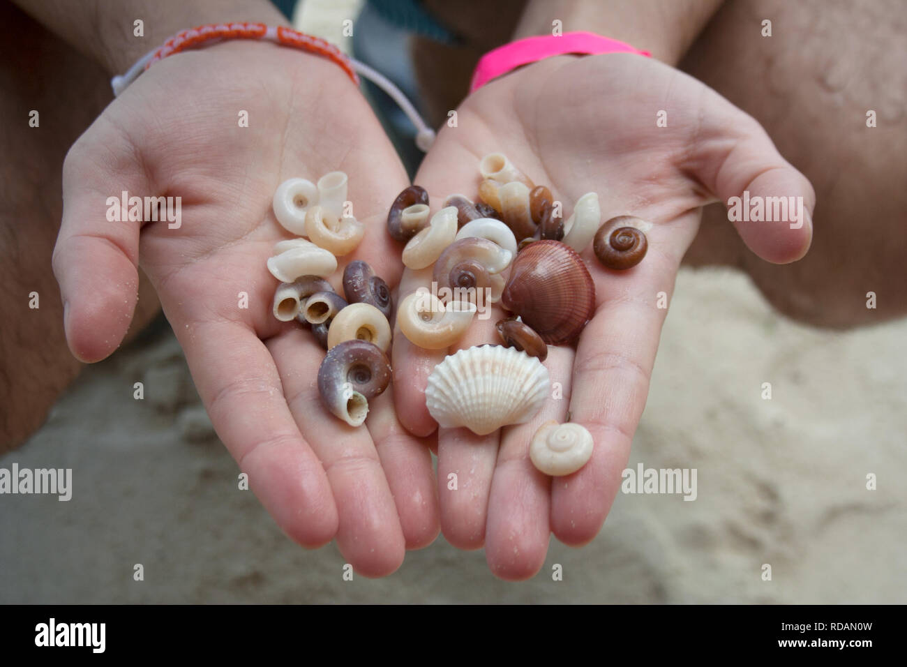 Collection of handpicked various sea shells in man hands close up Stock ...