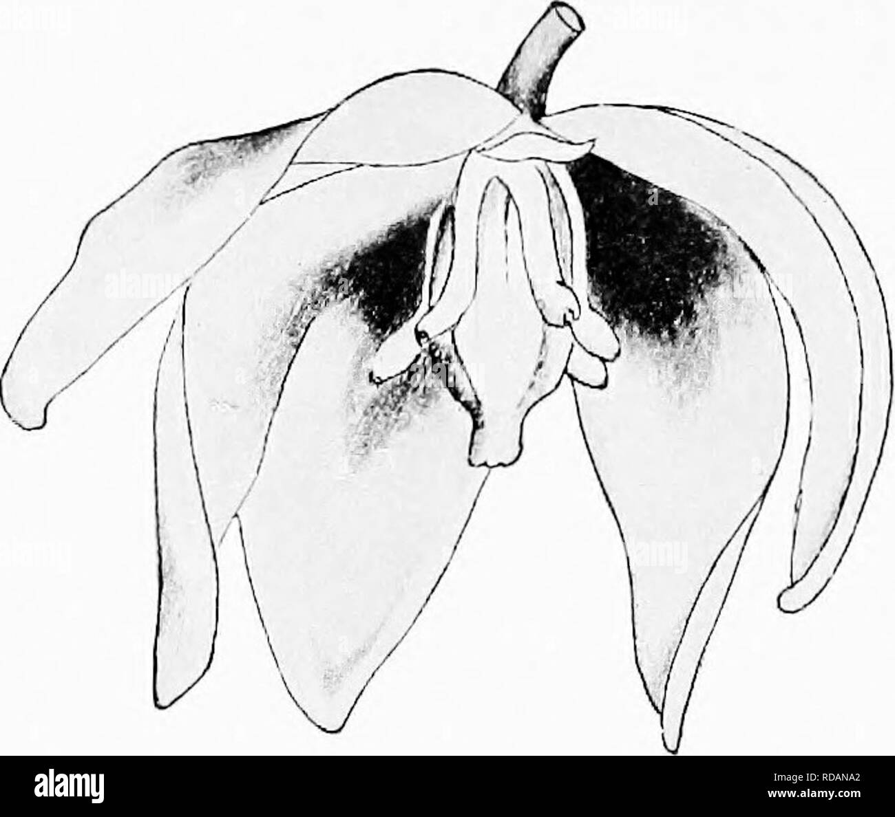 Yucca moth and plant hi-res stock photography and images - Alamy