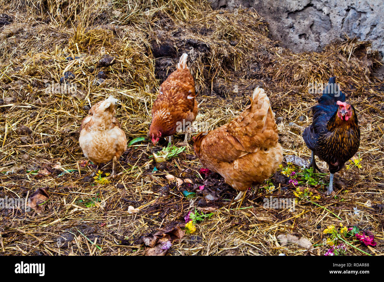 Free range chicken farm house hi-res stock photography and images - Alamy