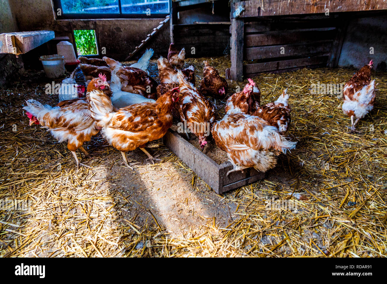 Free range chicken farm house hi-res stock photography and images - Alamy