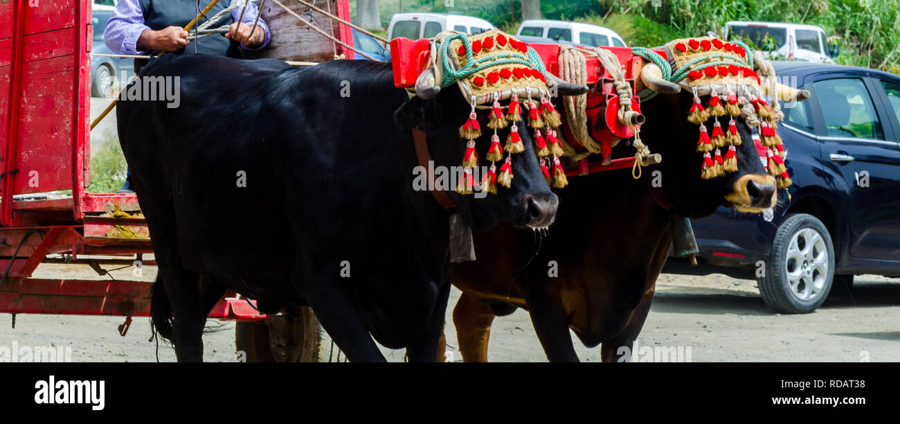 closeup to the head of an ox decorated with traditional decoration ...