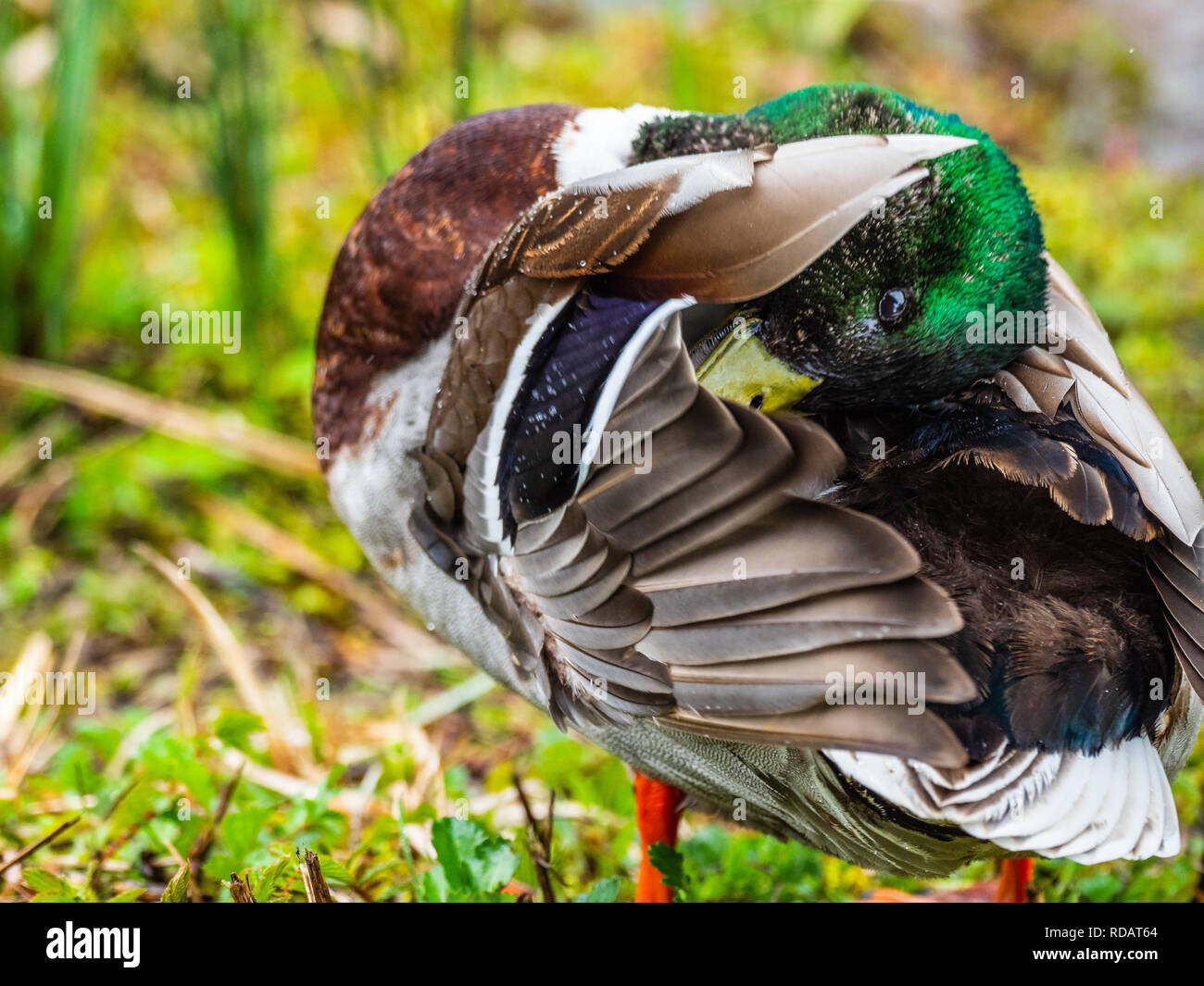 Male Mallard Duck Preening Stock Photo - Alamy