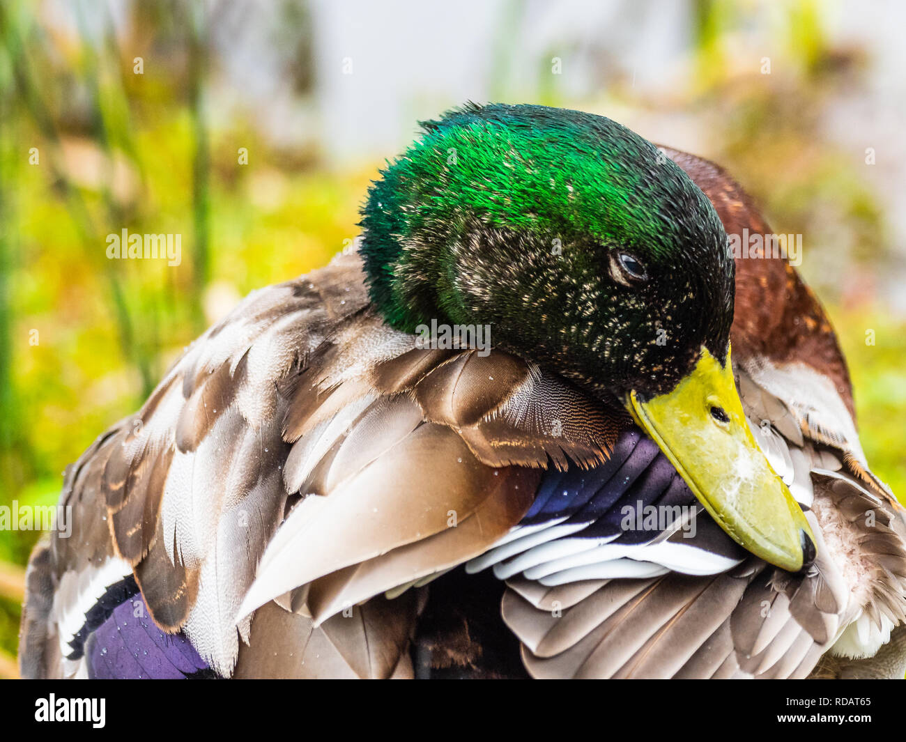 Male Mallard Duck Preening Stock Photo - Alamy