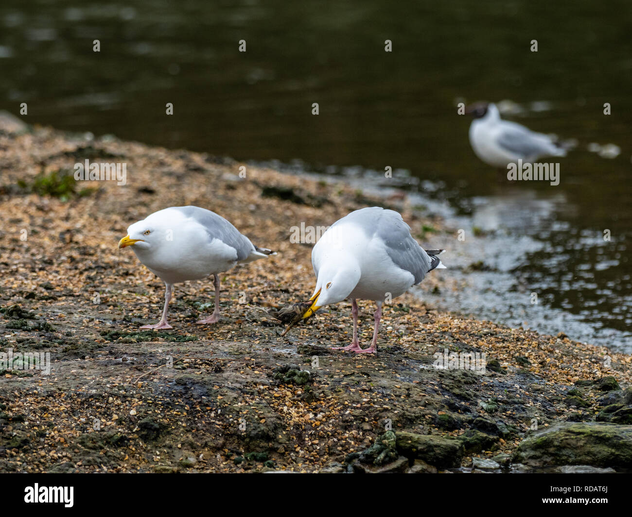 Gull eating chick hi-res stock photography and images - Alamy