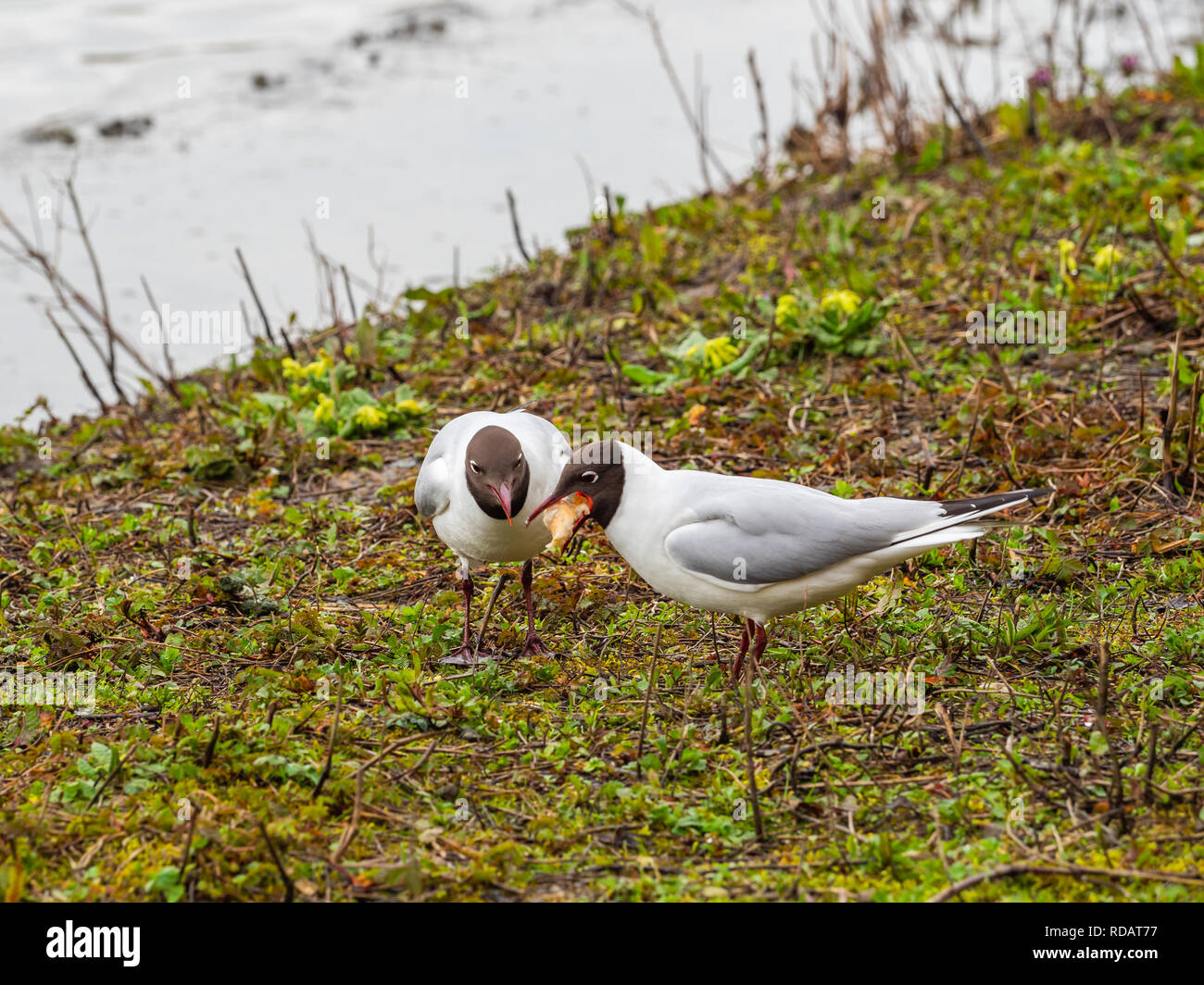 Black-headed gull (Chroicocephalus ridibundus) feeding Young Gull Stock ...