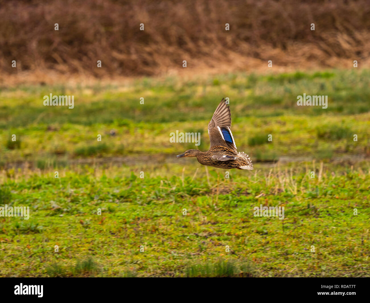 Female mallard Duck in Flight Stock Photo - Alamy