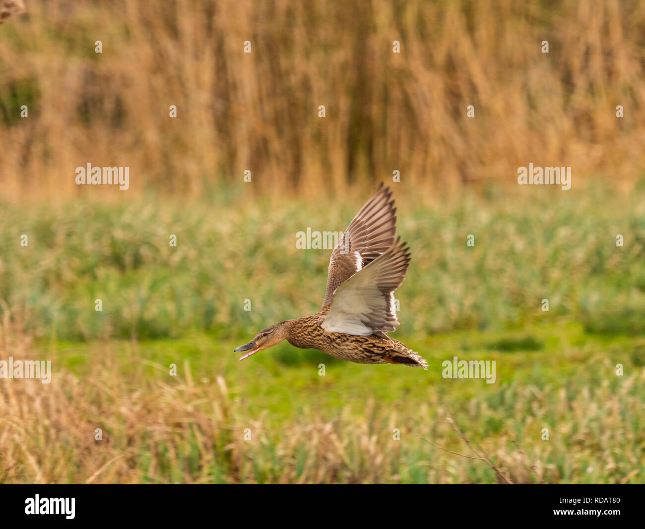 Female mallard Duck in Flight Stock Photo - Alamy